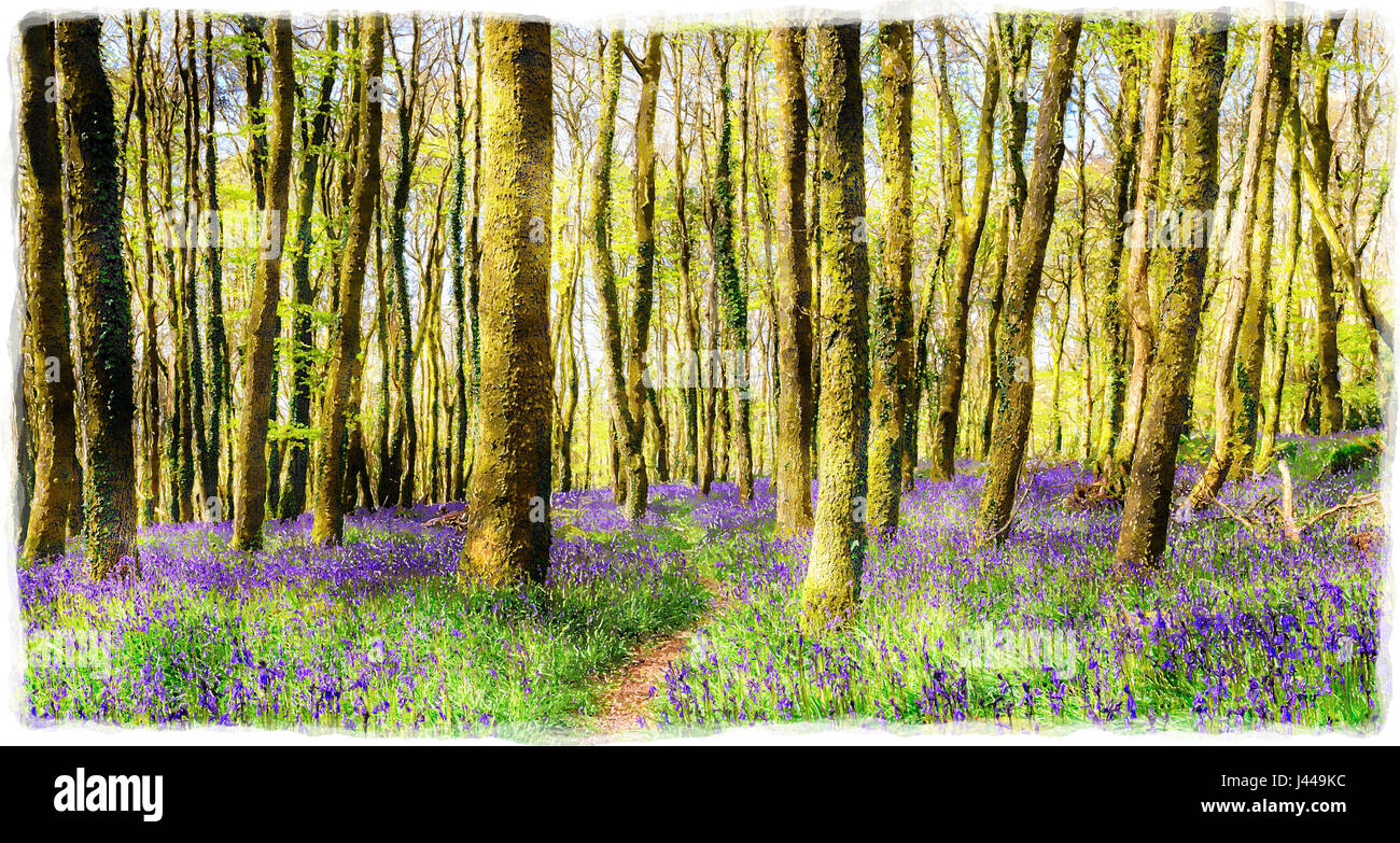 A watercolour painting of beautiful spring bluebell woods near Redruth ...