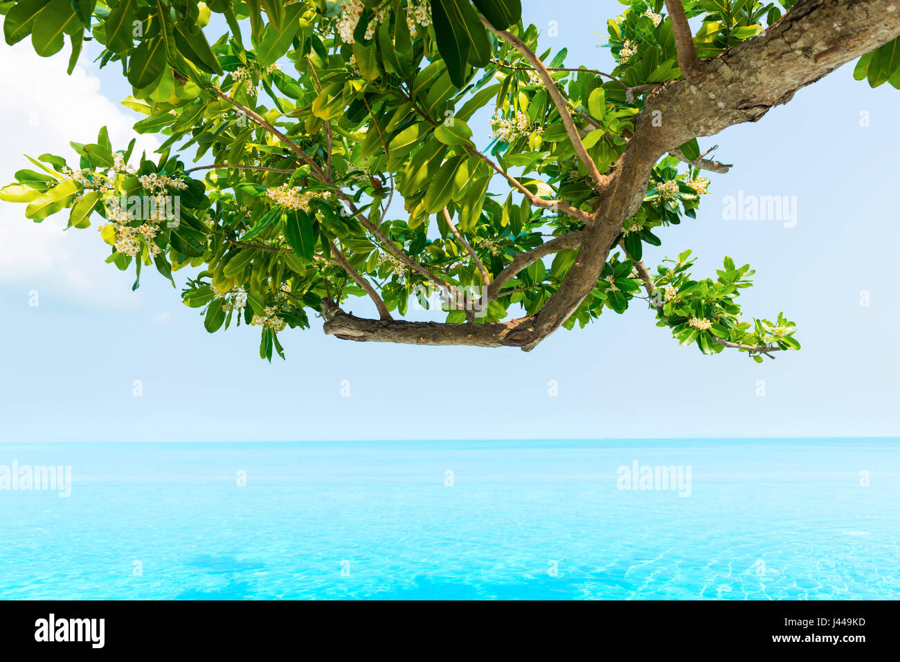 Swimming Pool and the tree with seascape background Stock Photo - Alamy