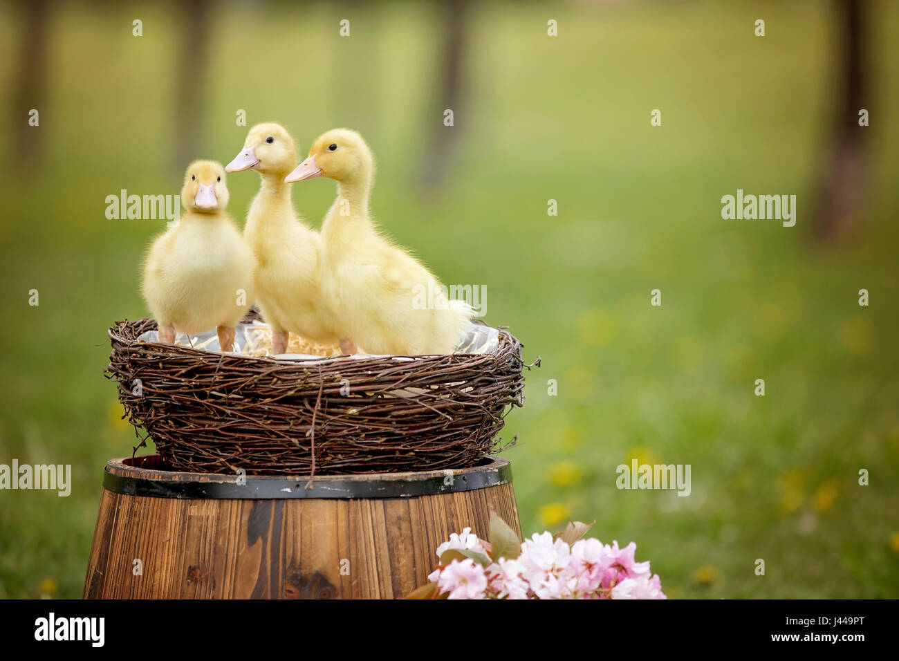 Three little ducklings in a spring park in a nest, blooming trees Stock ...