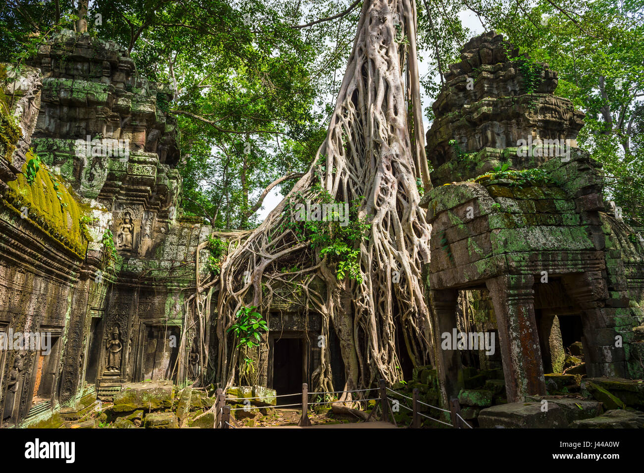 Roots of a banyan tree overtake the stone structure of Ta Prohm, in the ...
