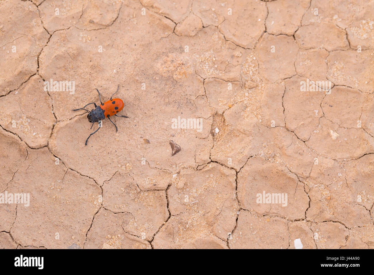 Leaf beetle (Lachnaia) on the ground. Photographed in Israel, Negev ...