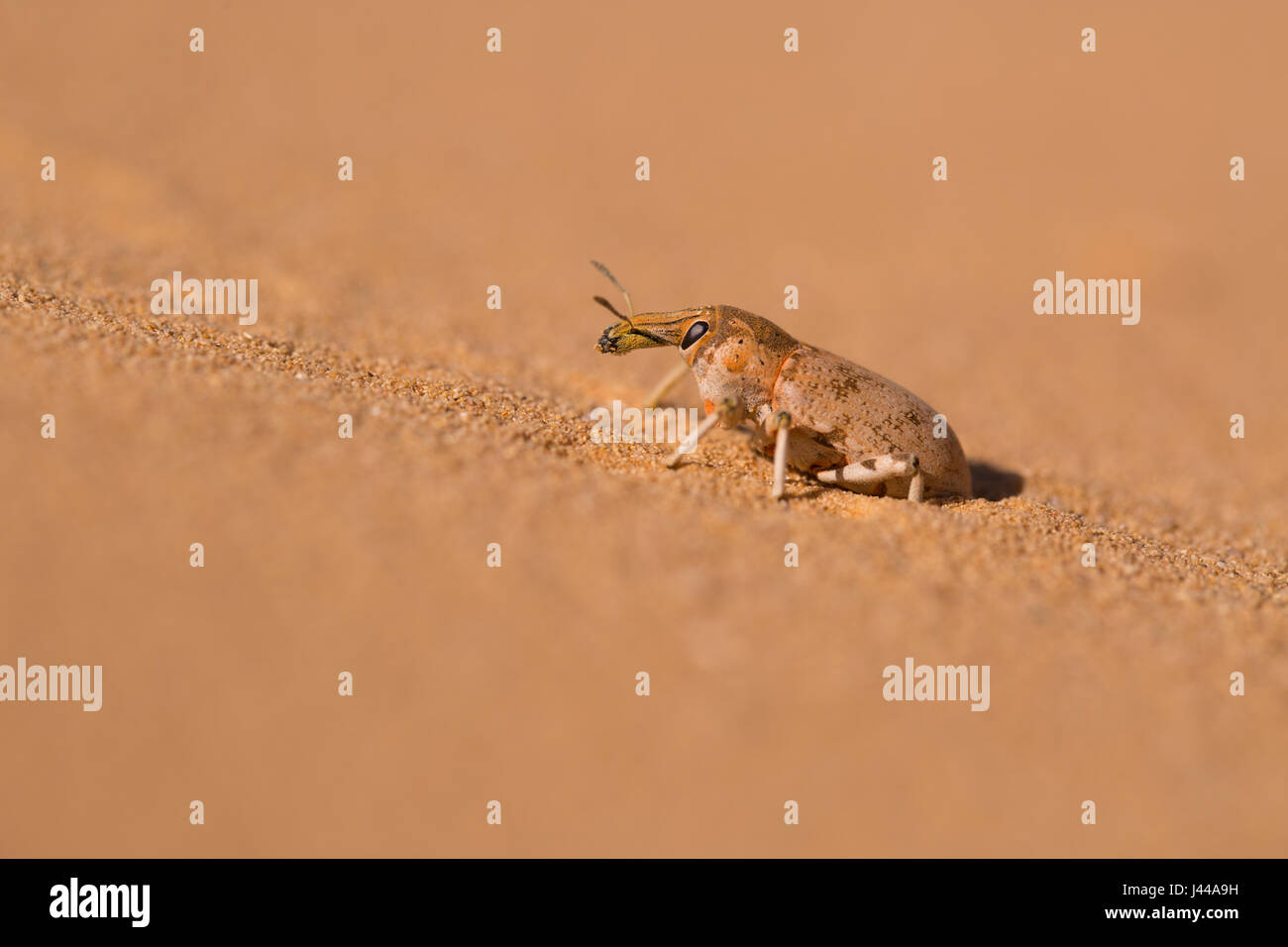 Desert Weevil (Ammocleonus hieroglyphicus) species of cylindrical ...