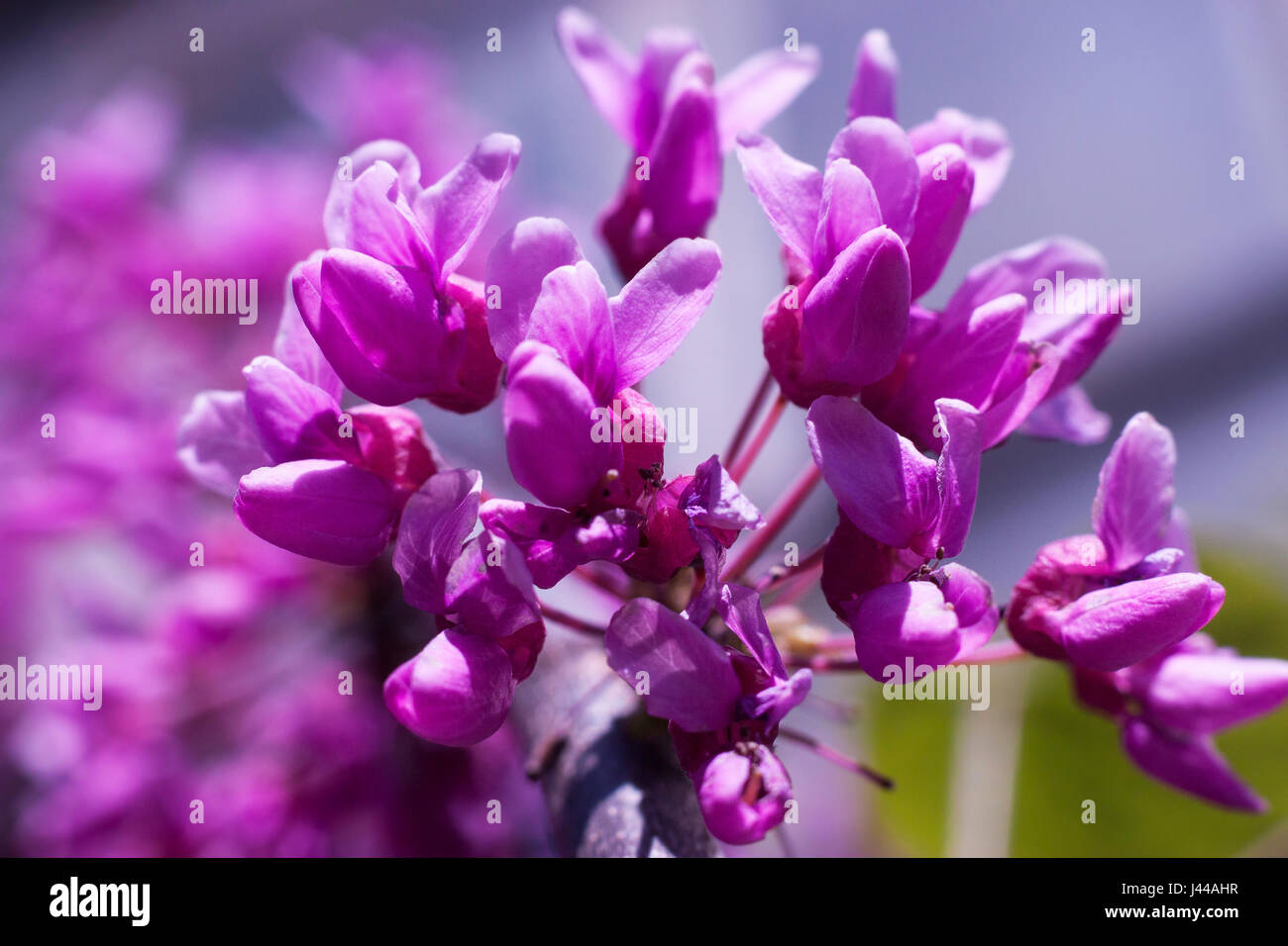 Mahogany tree flower hi-res stock photography and images - Alamy