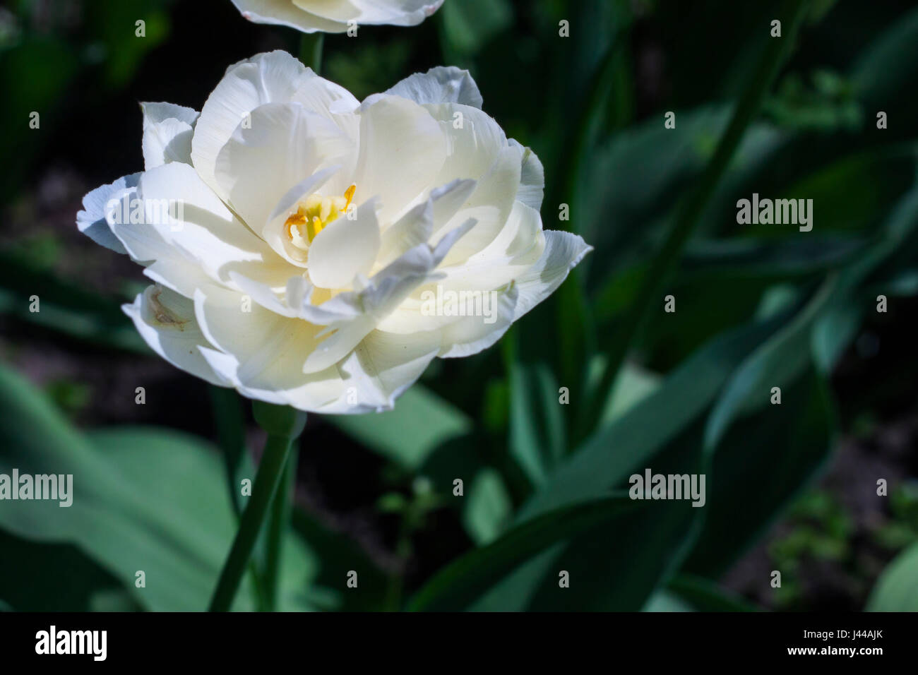 Delicate spring flower tulip Stock Photo - Alamy