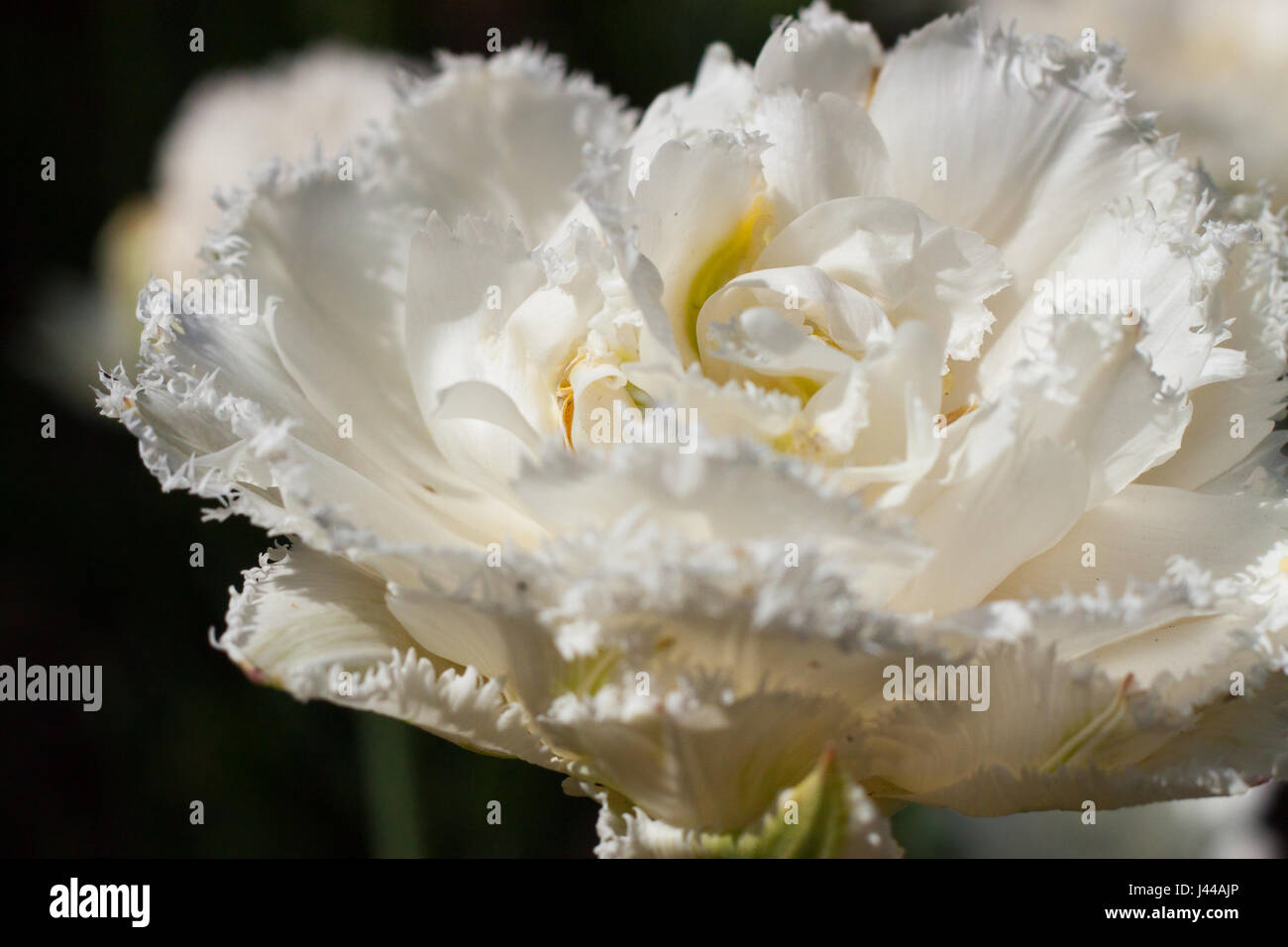 Delicate spring flower tulip Stock Photo - Alamy