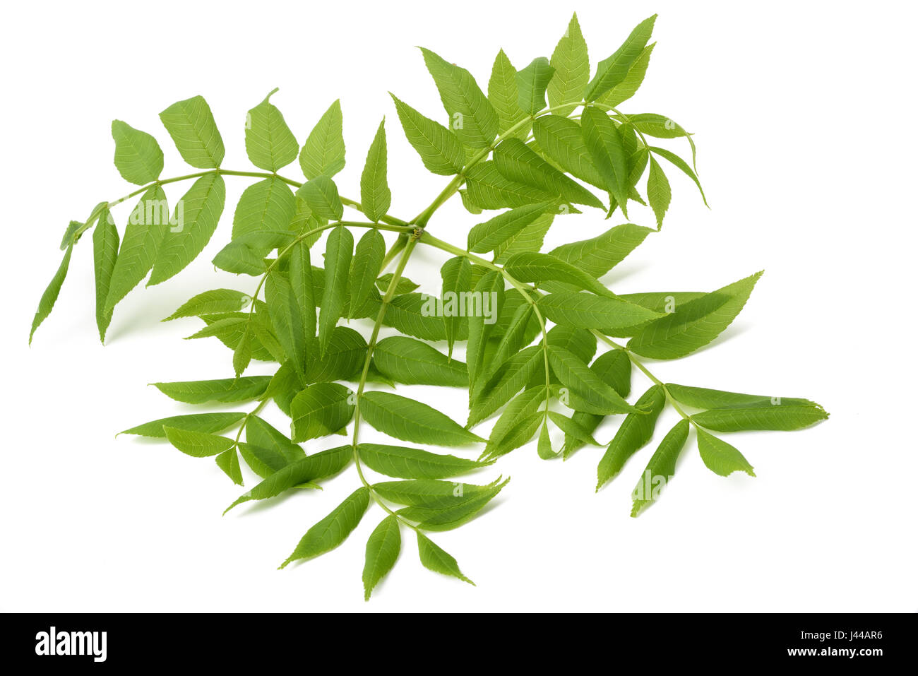 Green Ash branch isolated on white background Stock Photo - Alamy