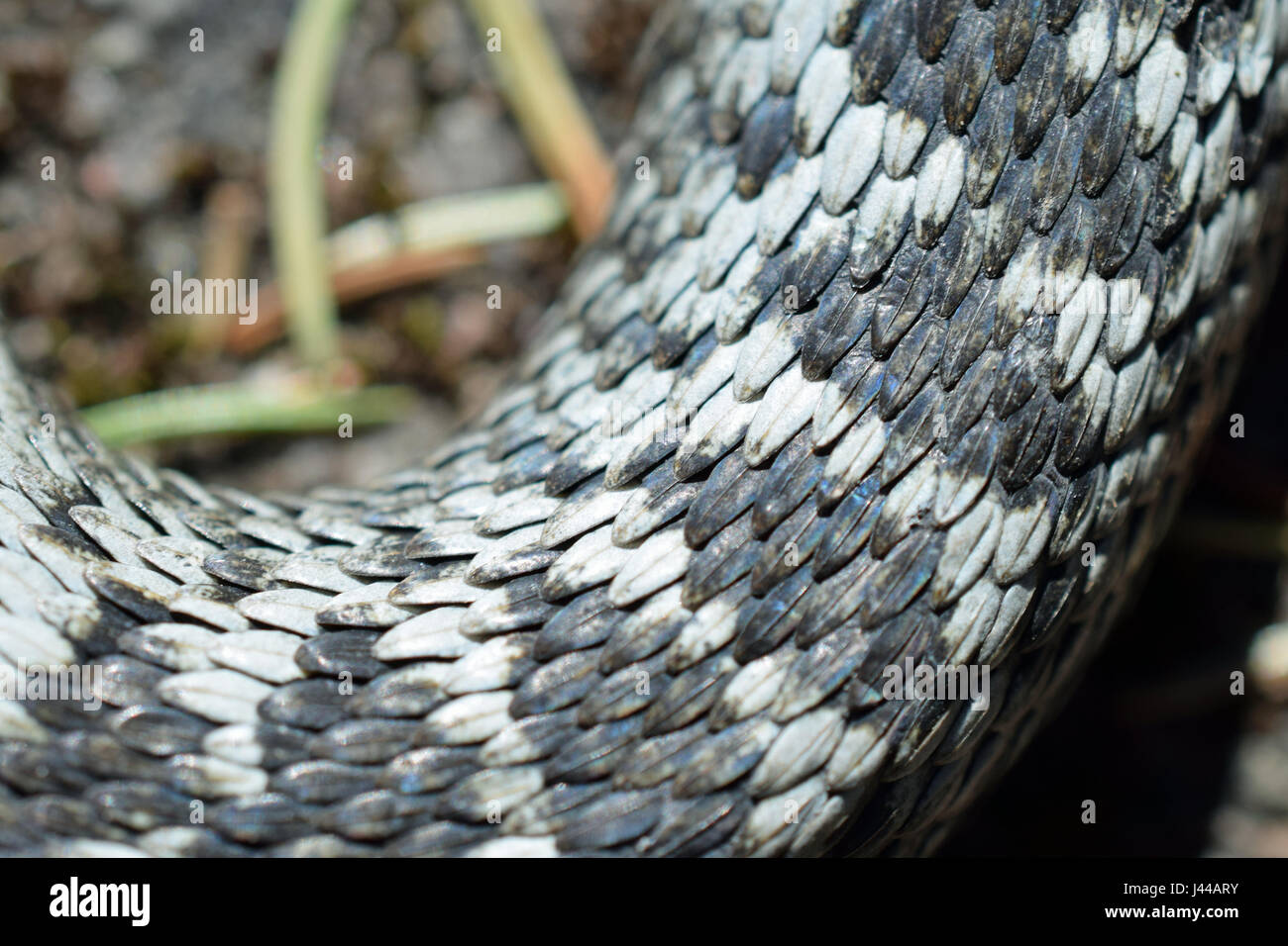 Skin detail hi-res stock photography and images - Alamy