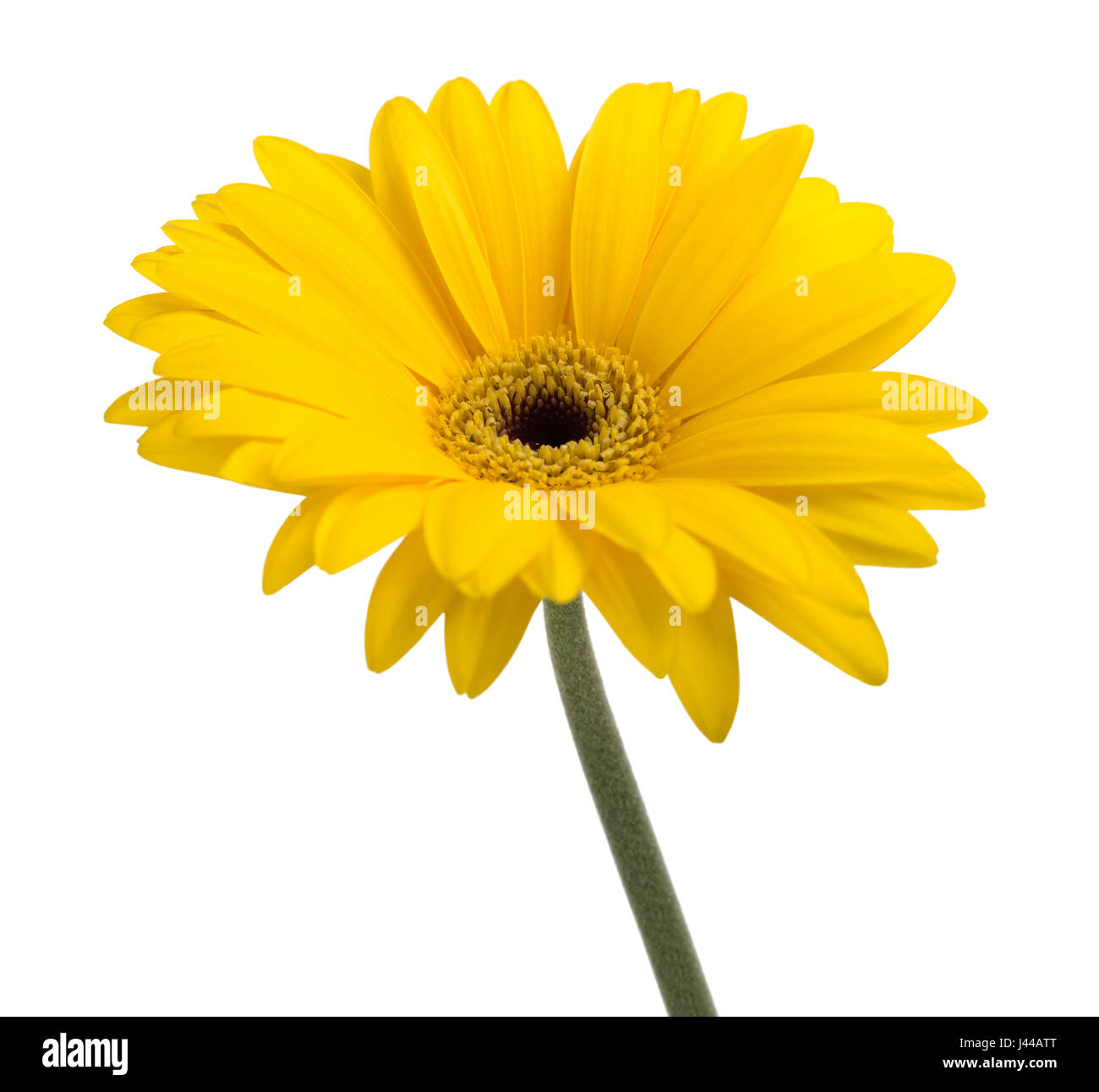 Gerbera daisy capitulum hi-res stock photography and images - Alamy