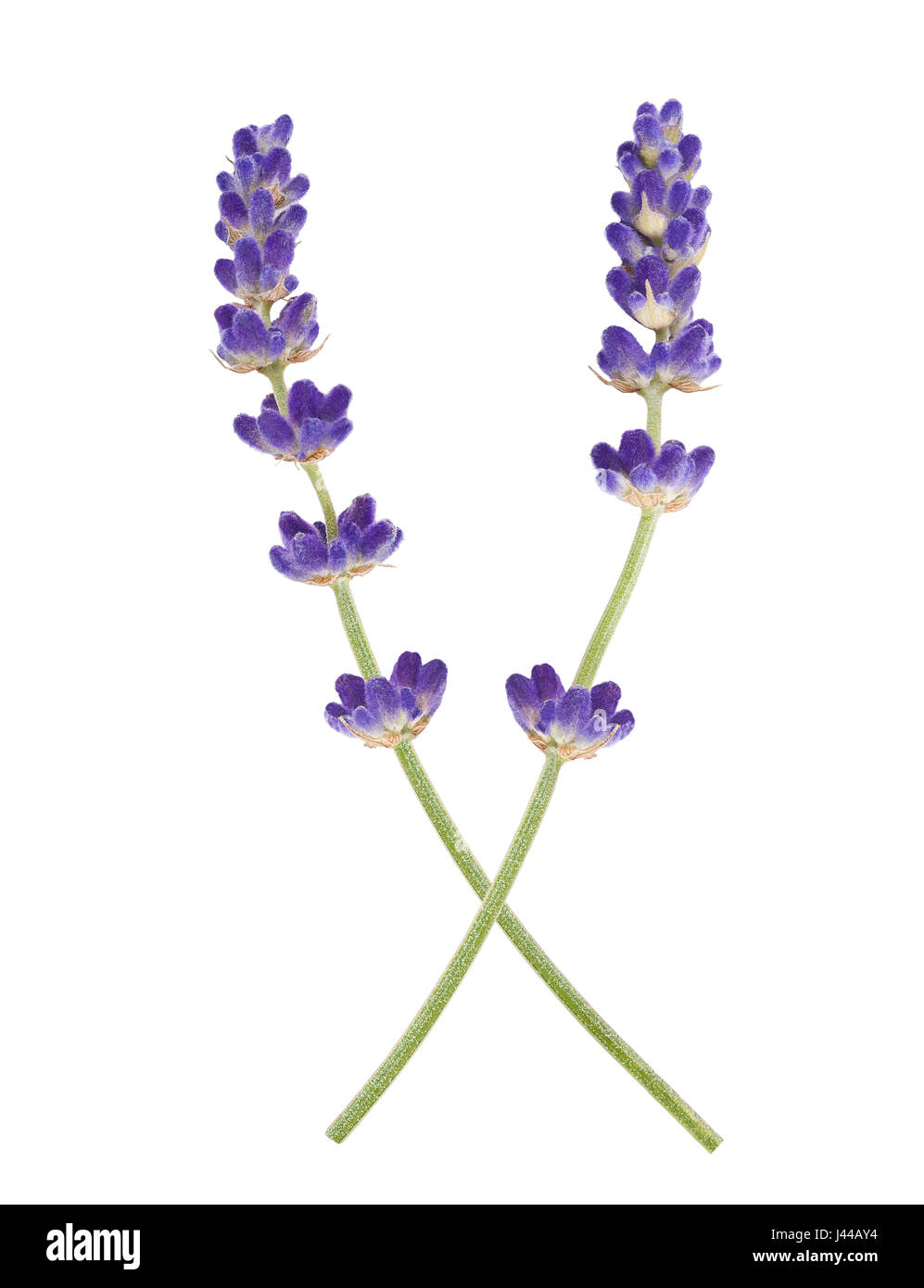 Healthy lavender plant hi-res stock photography and images - Alamy