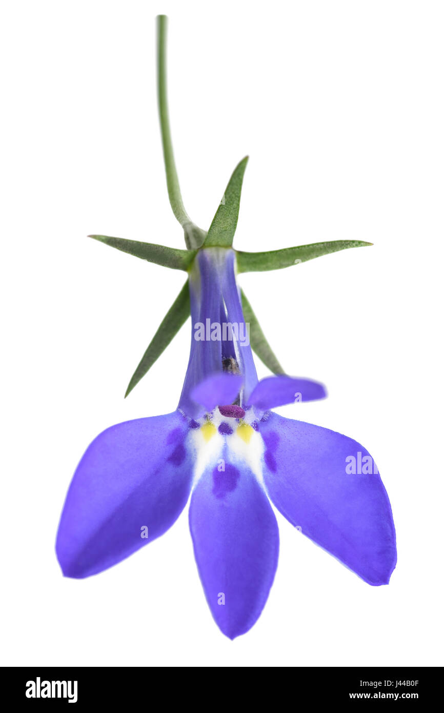 Lobelia hi-res stock photography and images - Alamy