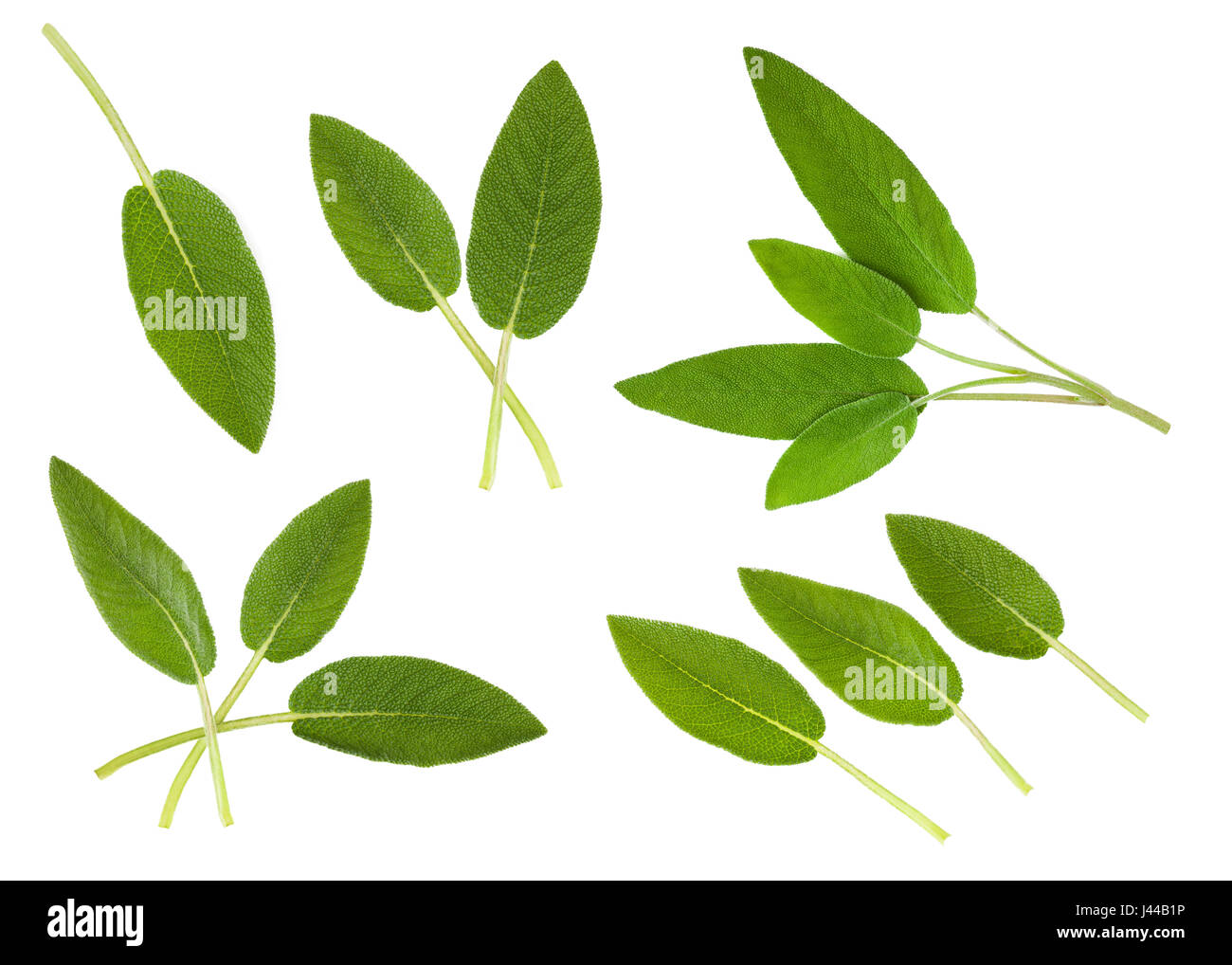 Sage collection isolated on white Stock Photo - Alamy