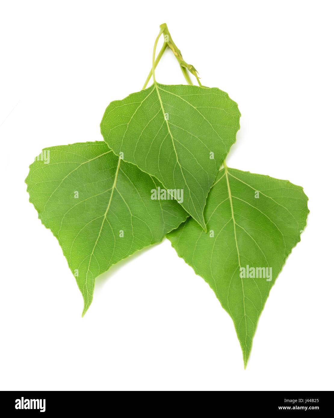 Green poplar leaves isolated on white background Stock Photo - Alamy Green poplar leaves isolated on white background Stock Photo - Alamy