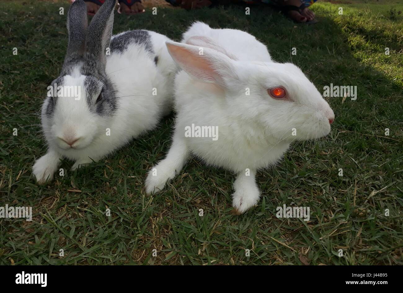 Rabbit eyes hi-res stock photography and images - Alamy