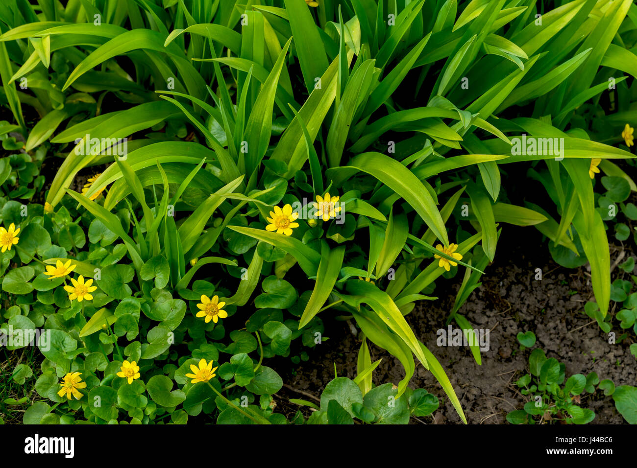 Primroses in forest, Buttercup spring, Ficaria verna, top view. Natural ...