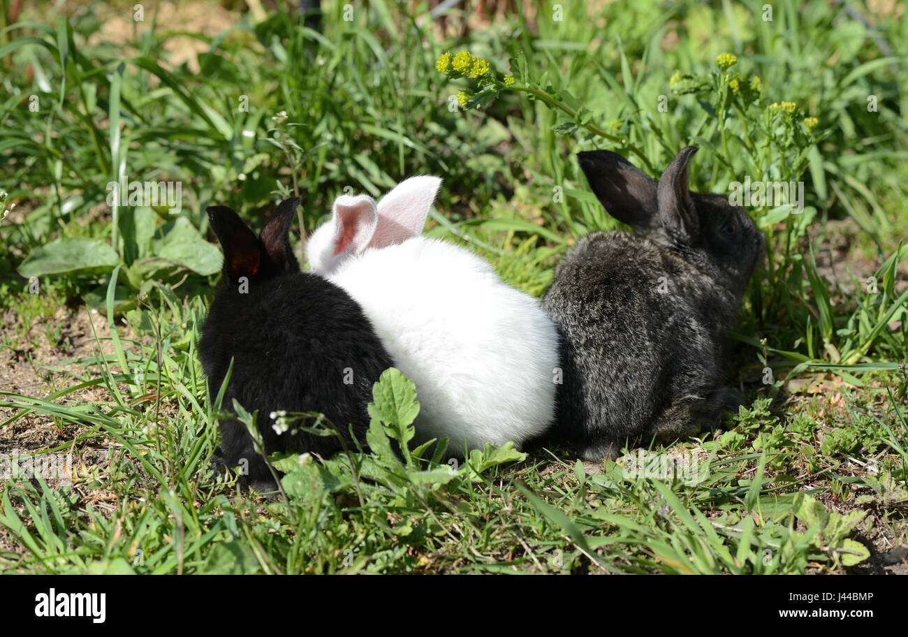 Little rabbits hi-res stock photography and images - Alamy