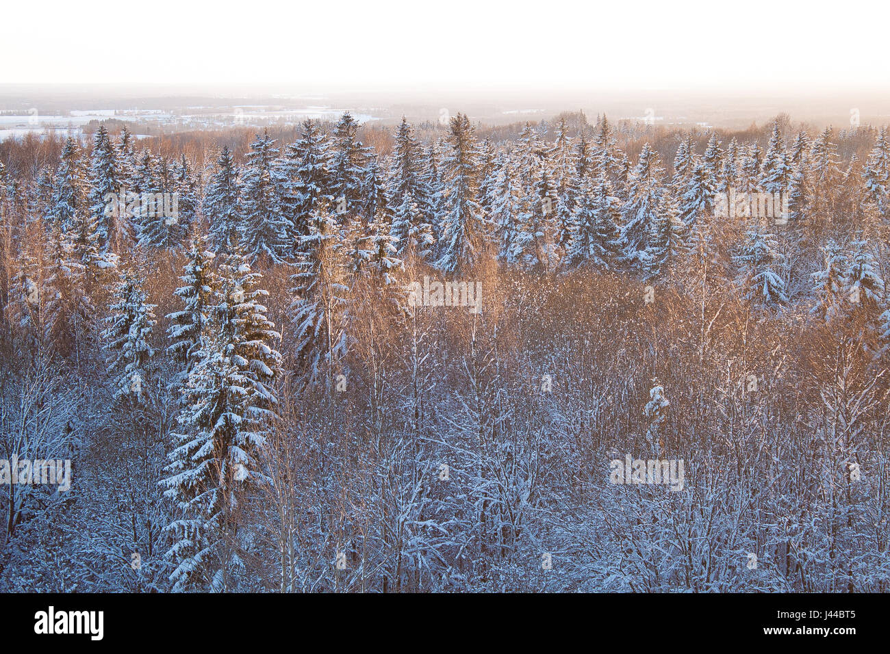 Drone golden hour forest hi-res stock photography and images - Alamy