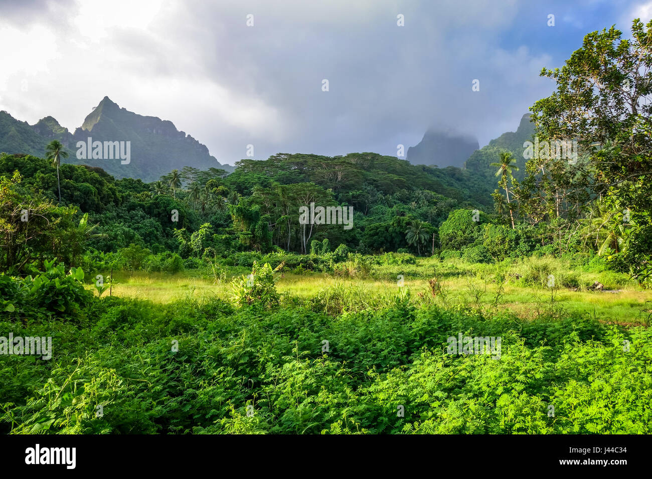 Moorea island jungle and mountains landscape. French Polynesia Stock ...
