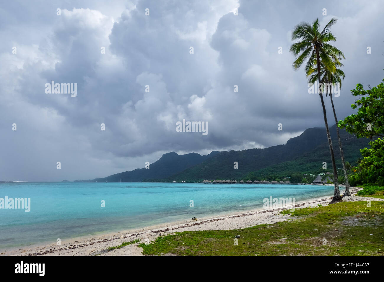 Palm trees on Temae Beach in Moorea island. French Polynesia Stock ...