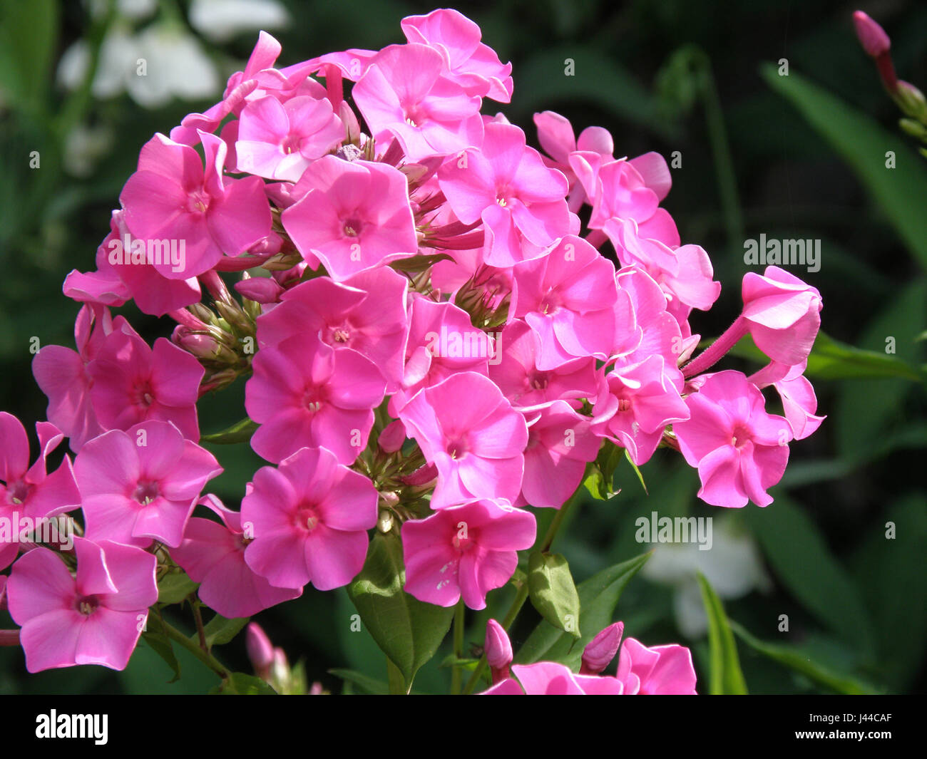 Beautiful dark pink phlox flowers blooming on a summer day Stock Photo ...