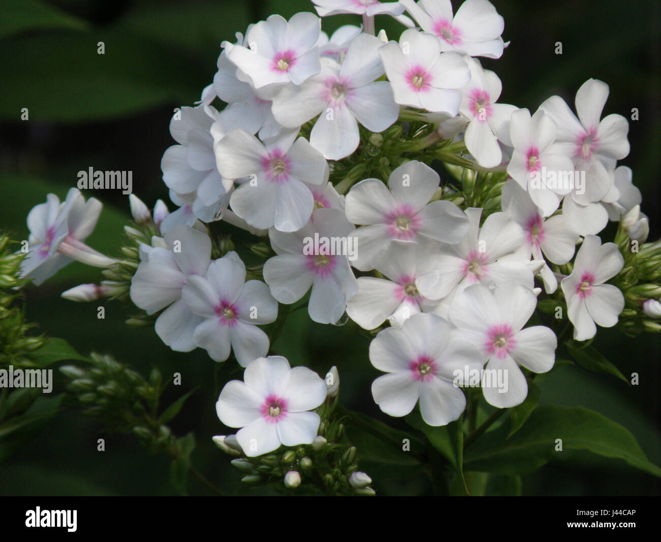 Garden with flowering white phlox with pink centers Stock Photo - Alamy