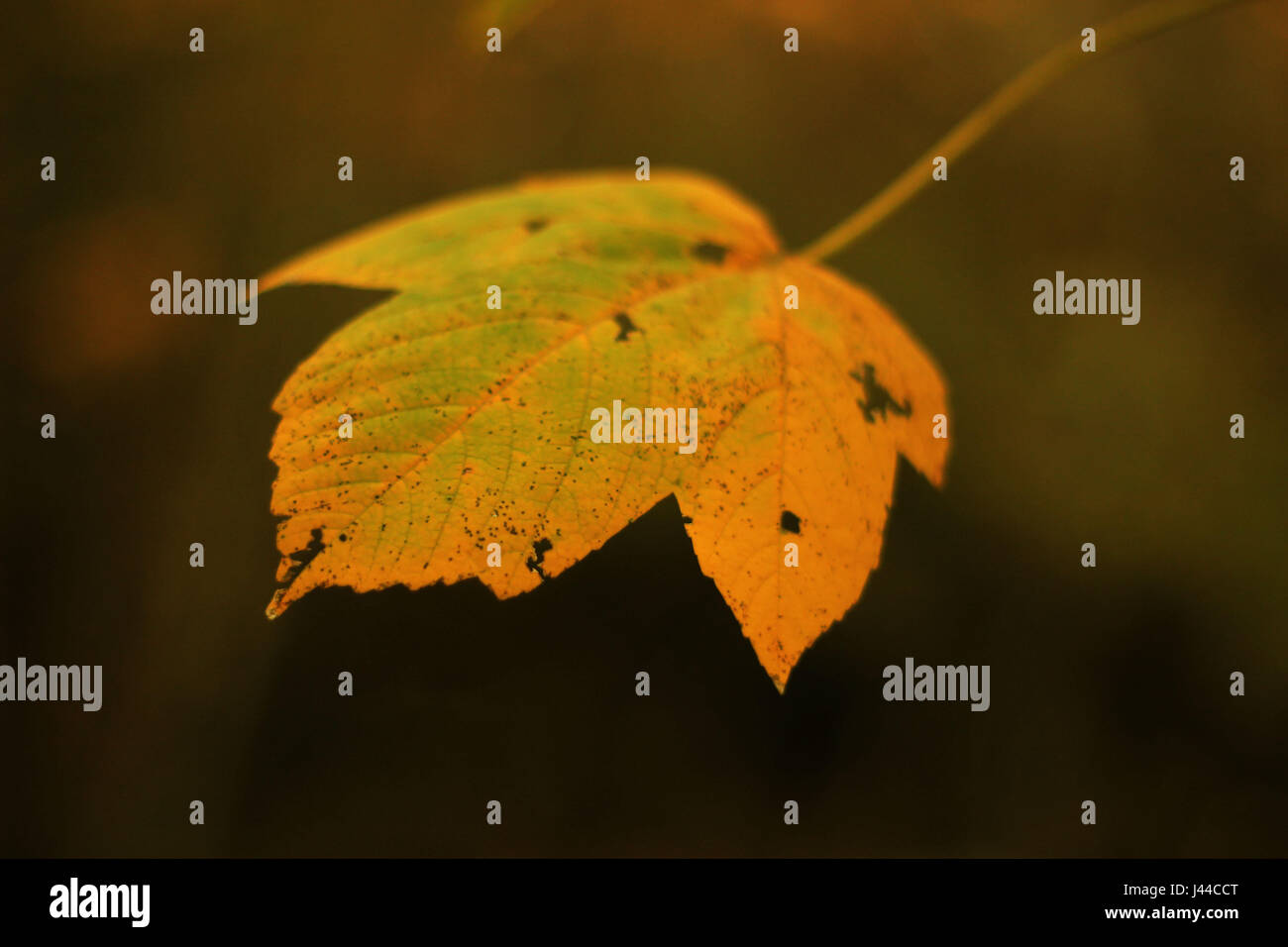 Fall foliage prospect park hi-res stock photography and images - Alamy