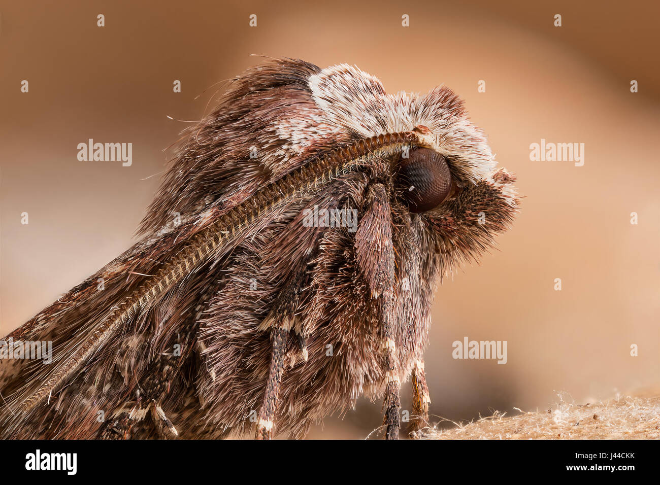 Very beautiful moth hi-res stock photography and images - Alamy