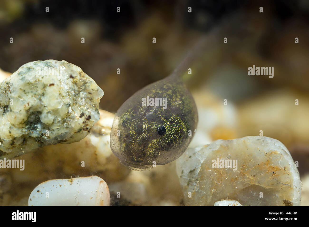 Tiny tadpole of a toad Stock Photo - Alamy