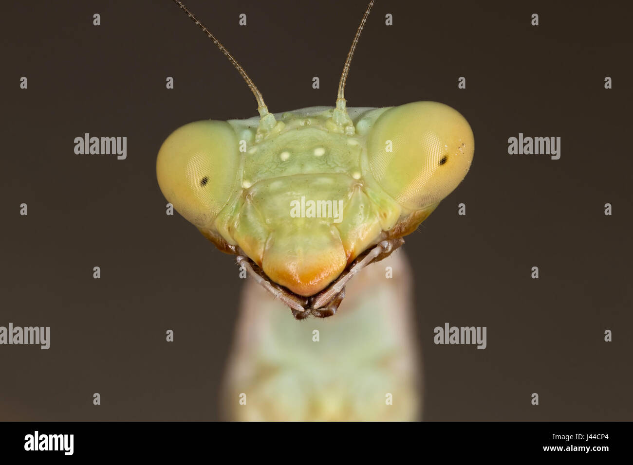 Mantis portrait, Iris oratoria face Stock Photo - Alamy