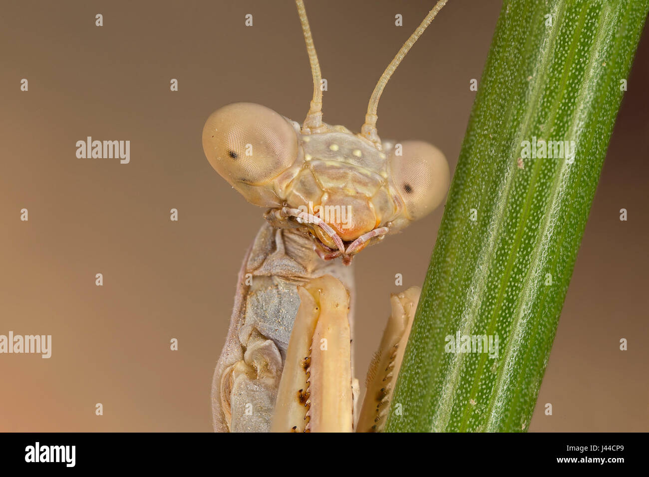 Iris mantis hi-res stock photography and images - Alamy