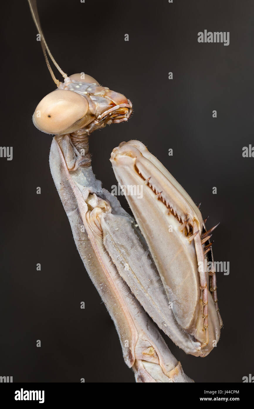 Mantis Iris oratoria Stock Photo - Alamy