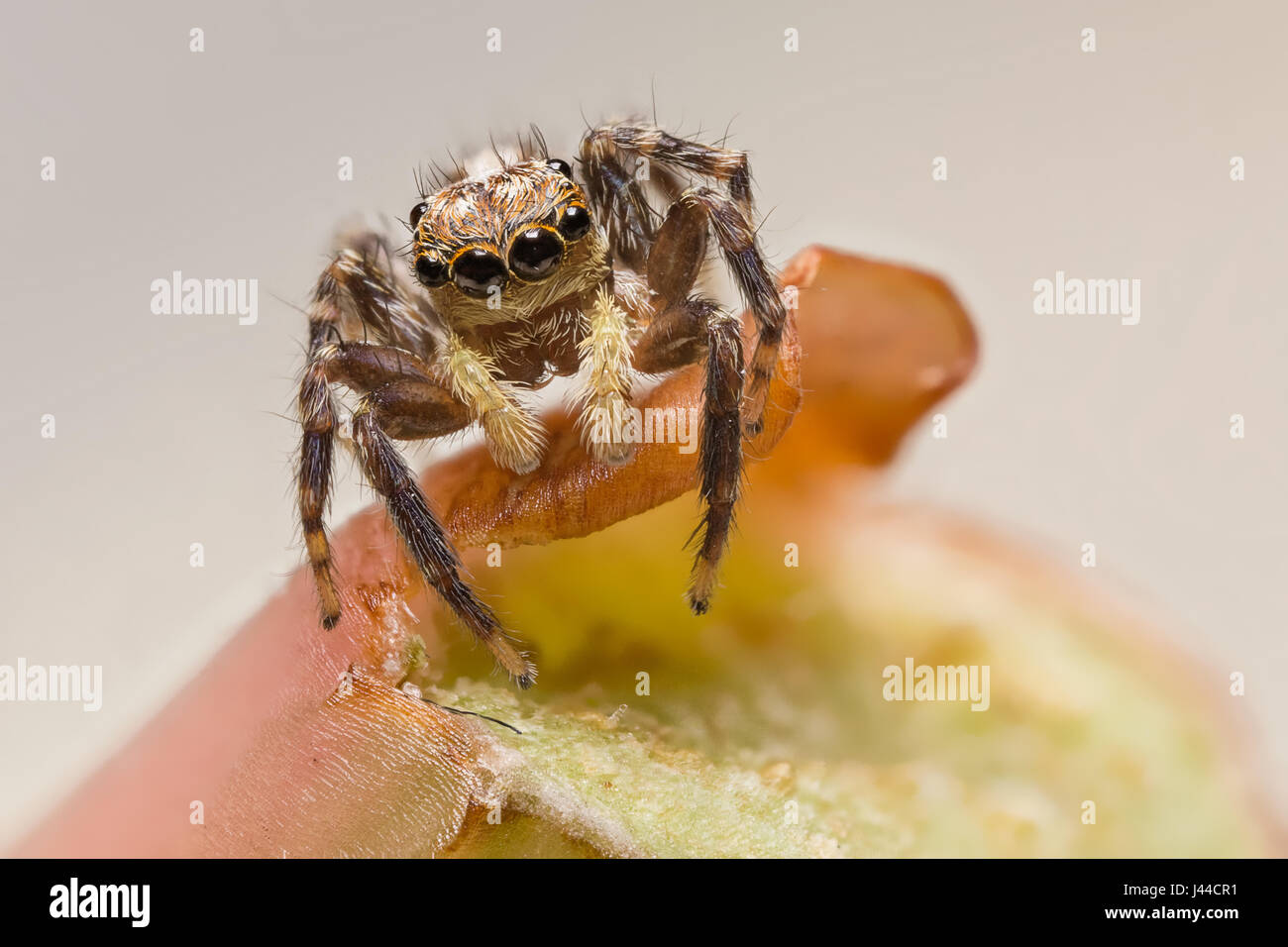 A beautiful spider Stock Photo - Alamy