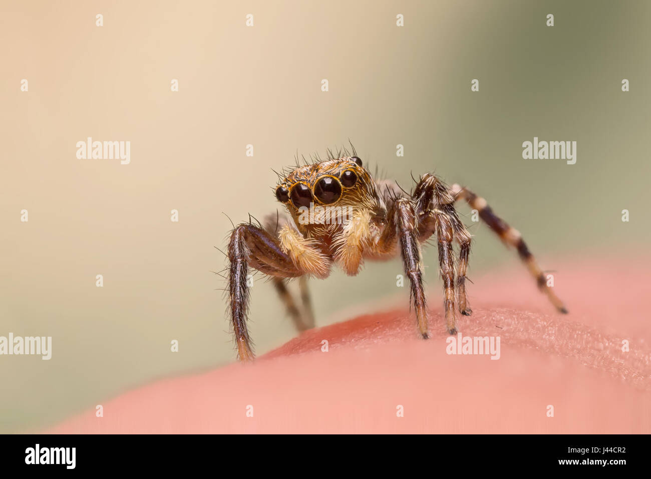 A beautiful jumping spider Stock Photo - Alamy