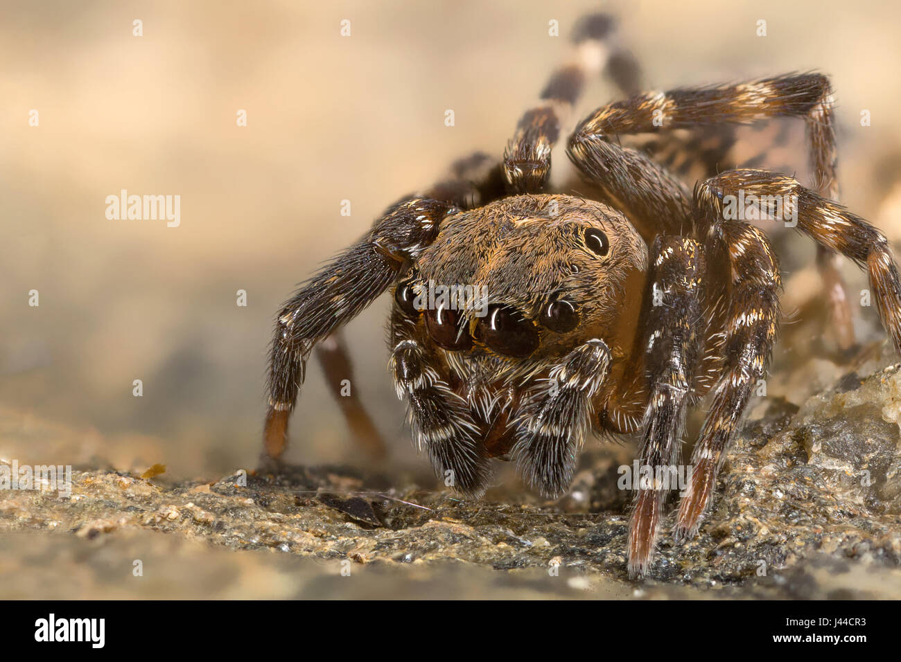 A beautiful spider Stock Photo - Alamy