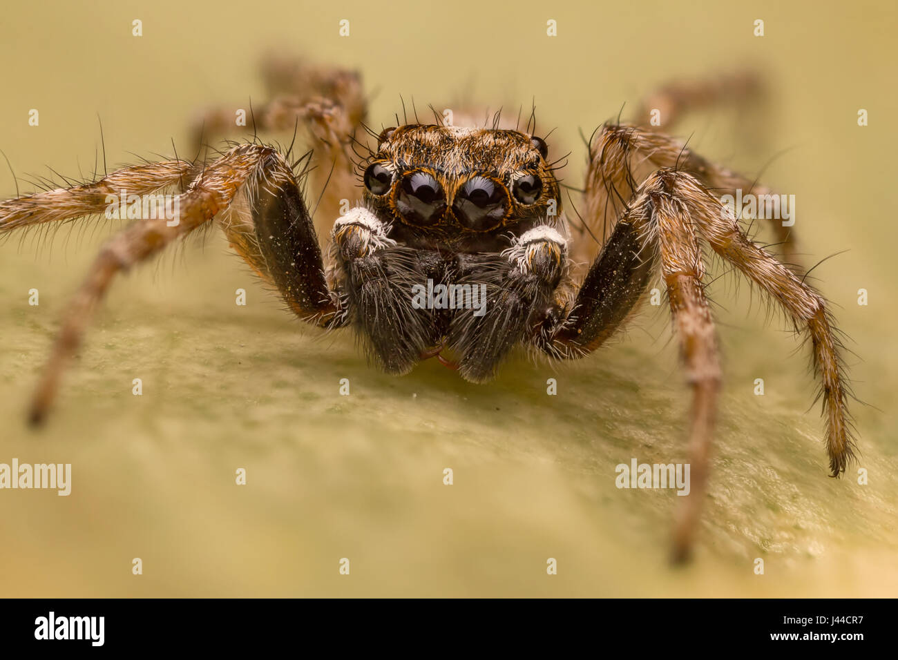 A beautiful jumping spider Stock Photo - Alamy
