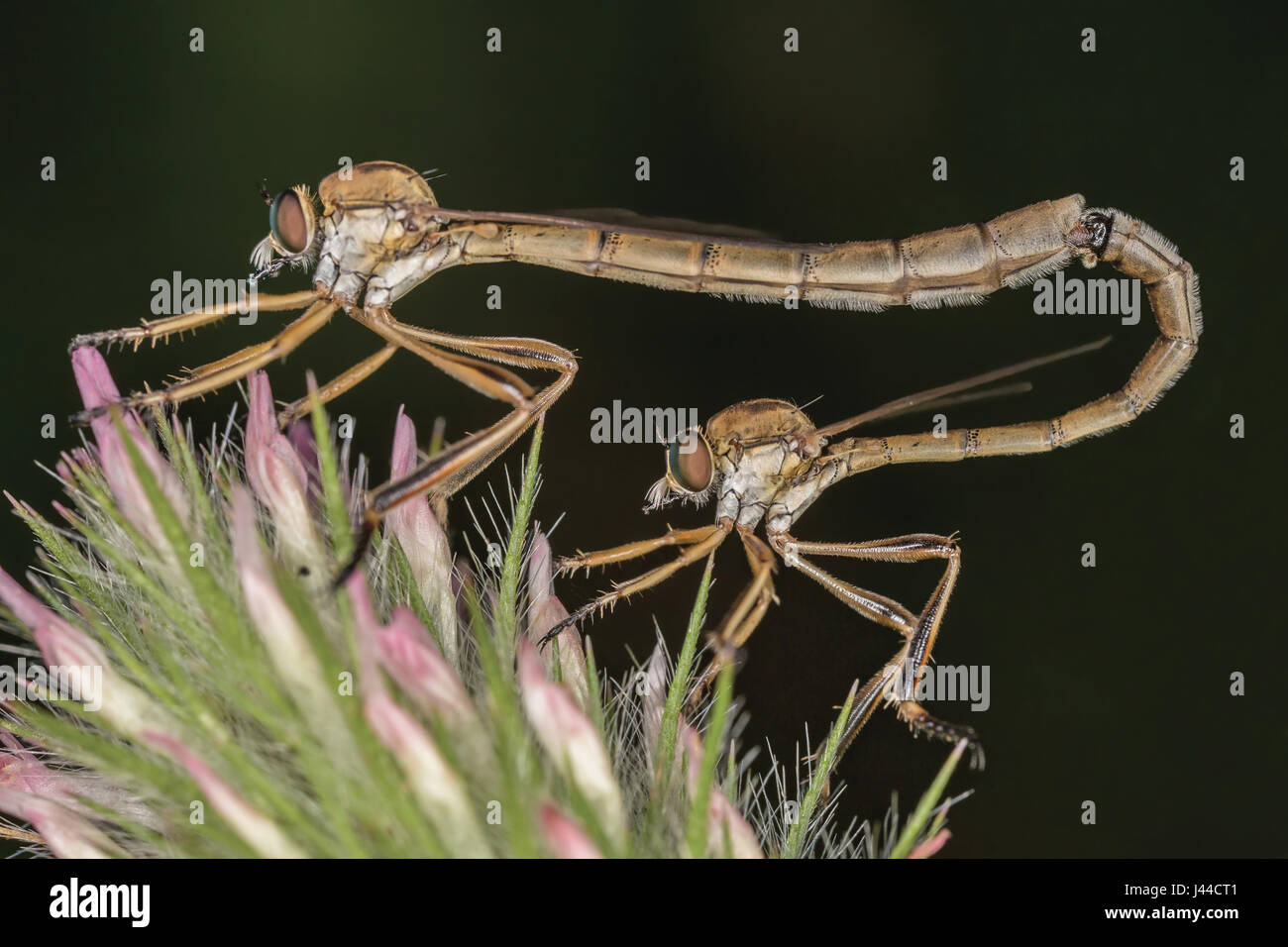 A couple of Leptogaster sp, mating Stock Photo - Alamy