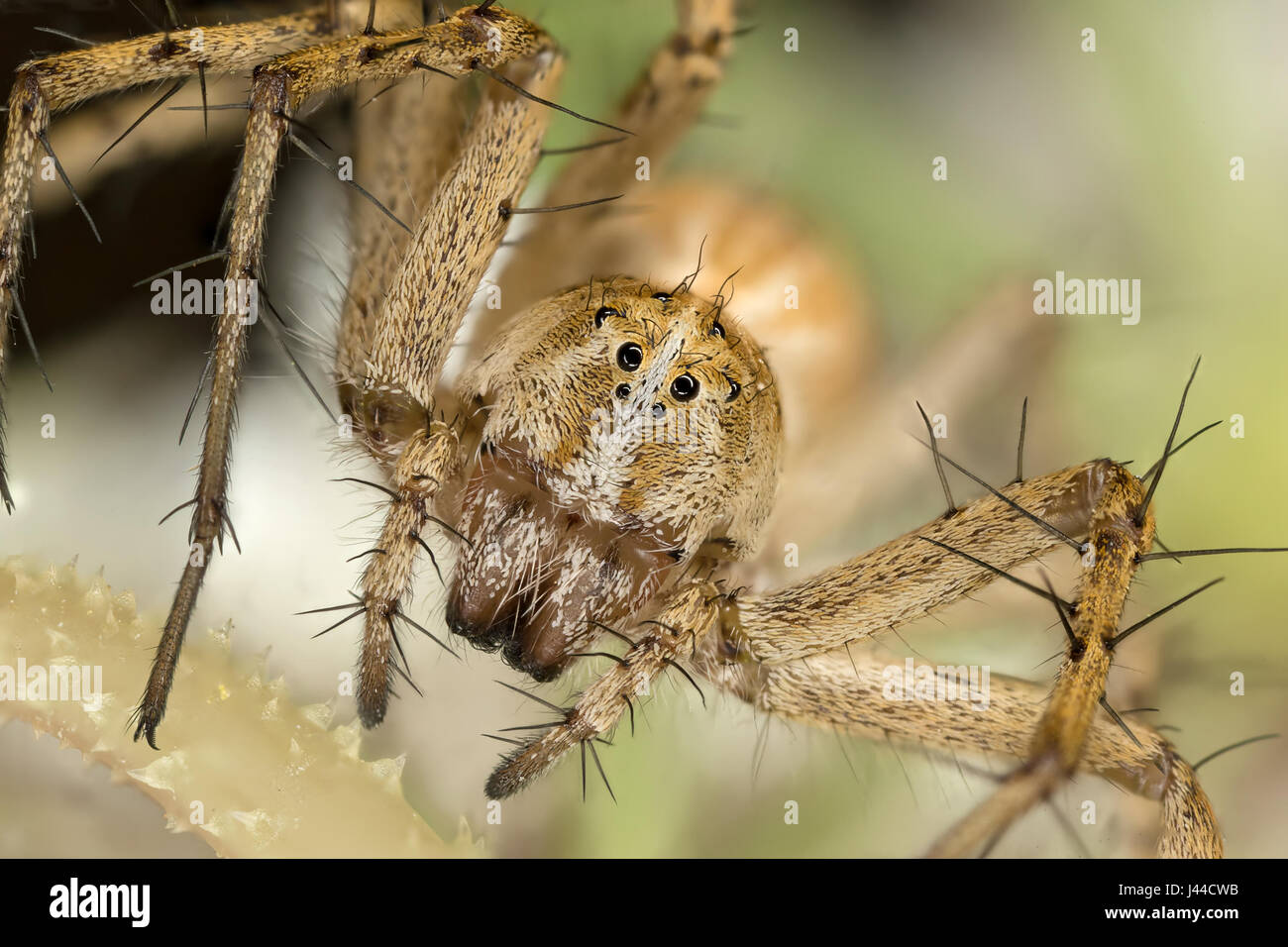 A beautiful spider Stock Photo - Alamy