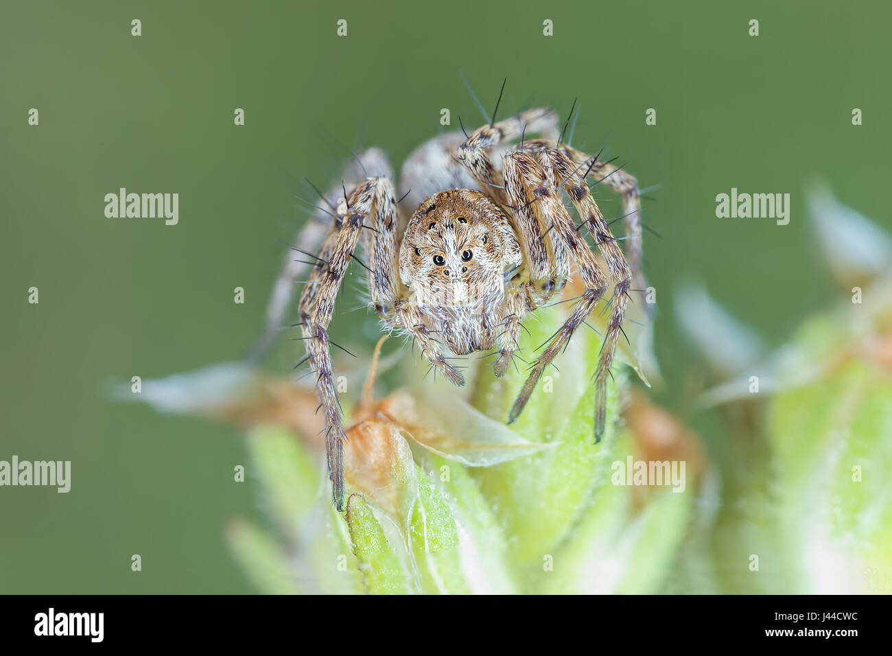 A beautiful spider Stock Photo - Alamy