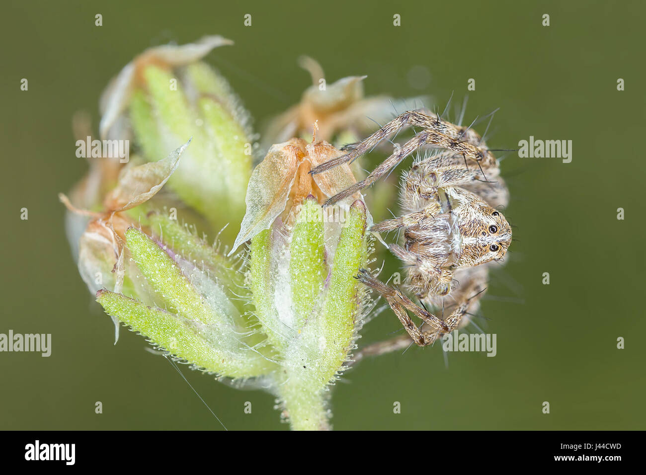 A beautiful spider Stock Photo - Alamy