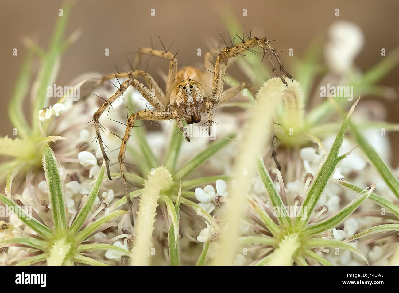 A beautiful spider Stock Photo - Alamy