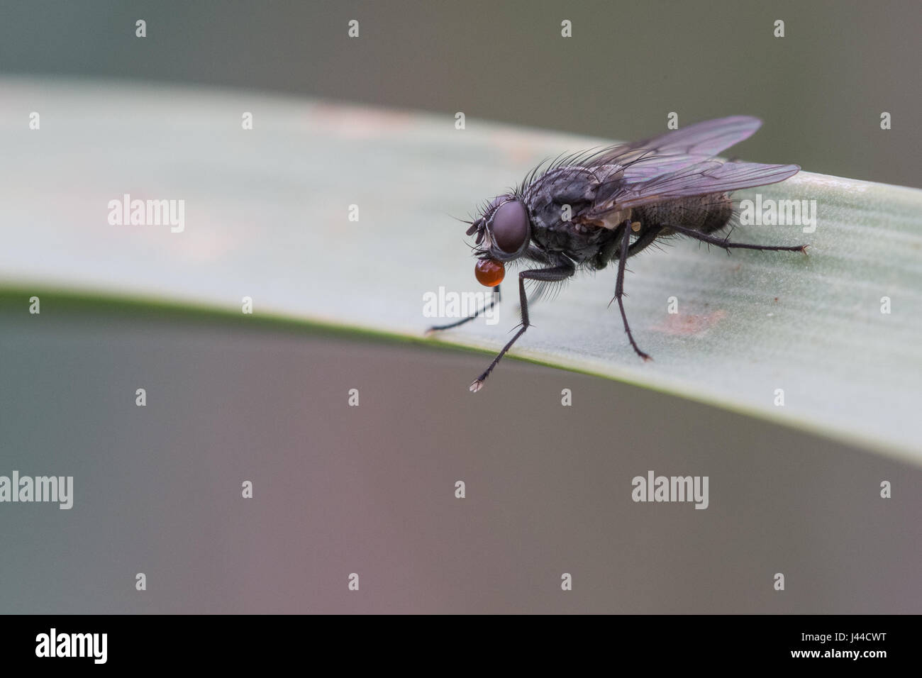 A fly with its bubble Stock Photo - Alamy