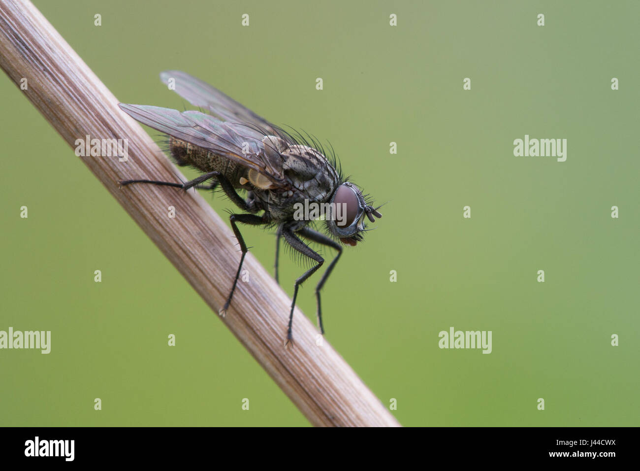 Tiny stick insect hi-res stock photography and images - Alamy