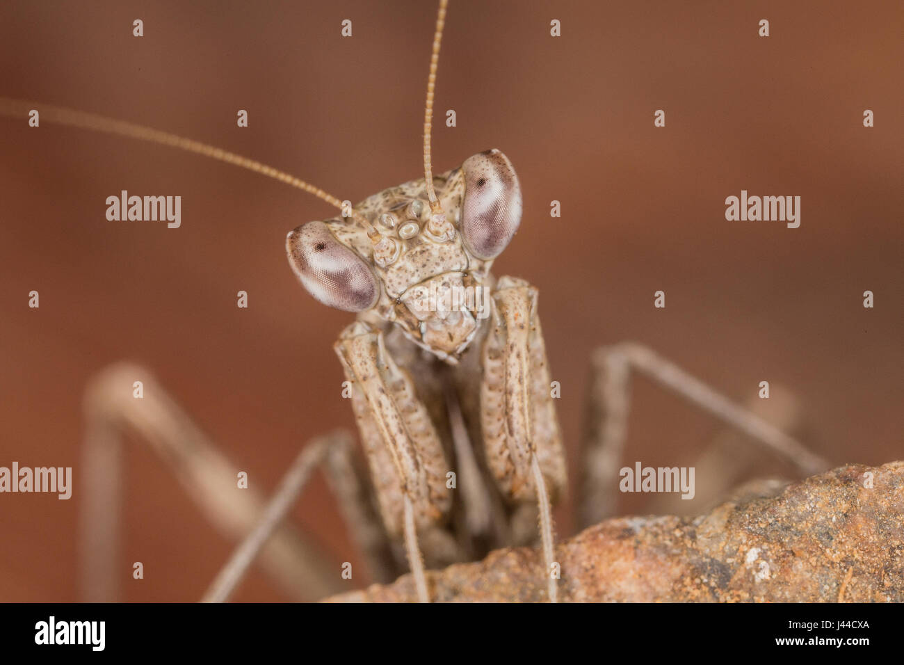 A mantis portrait Stock Photo - Alamy