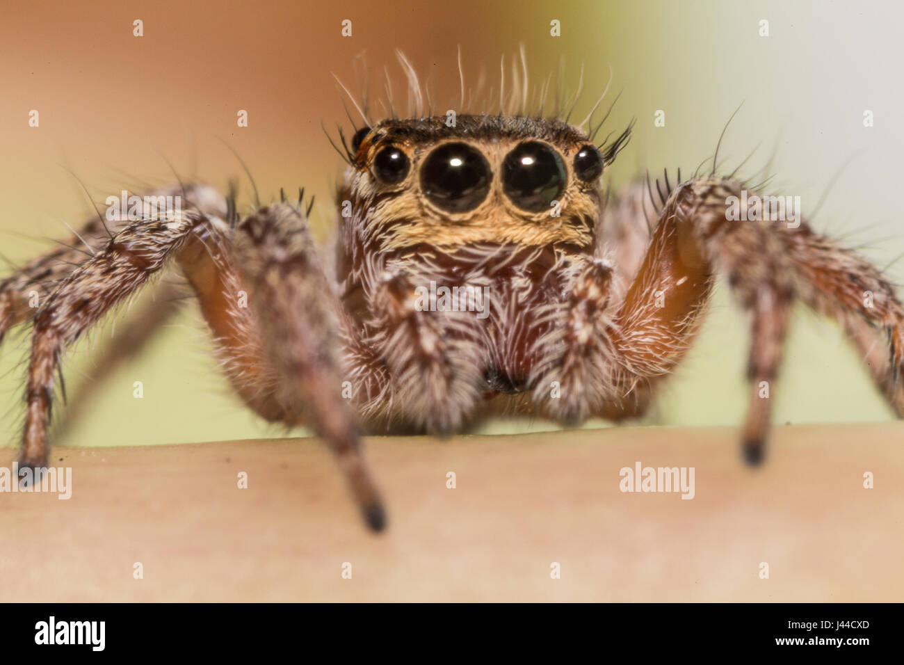 A beautiful spider Stock Photo - Alamy
