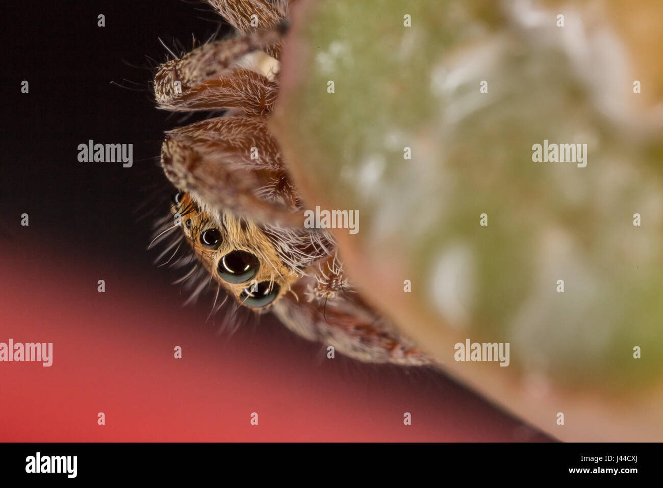 A beautiful spider Stock Photo - Alamy