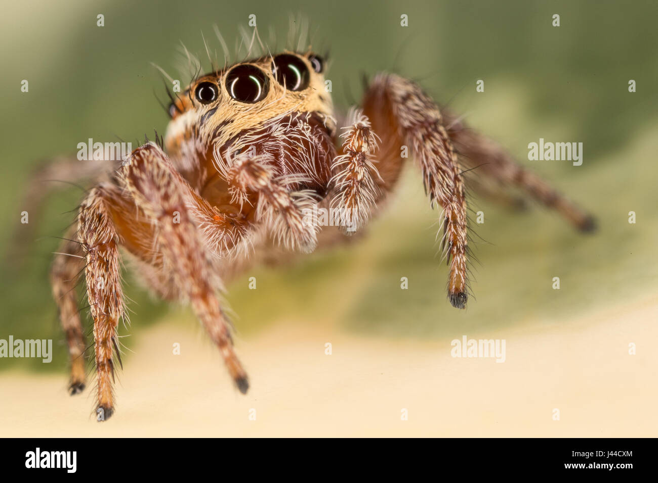 A beautiful spider Stock Photo - Alamy