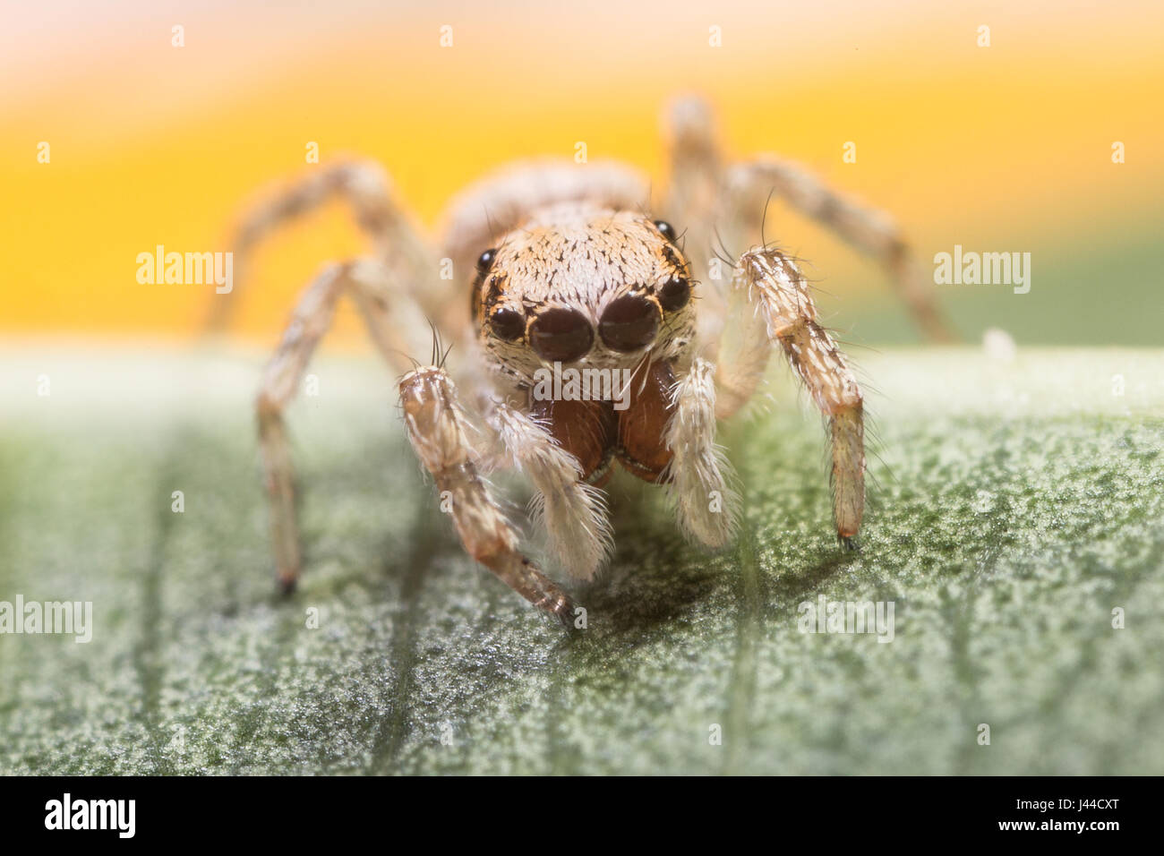 A beautiful spider Stock Photo - Alamy