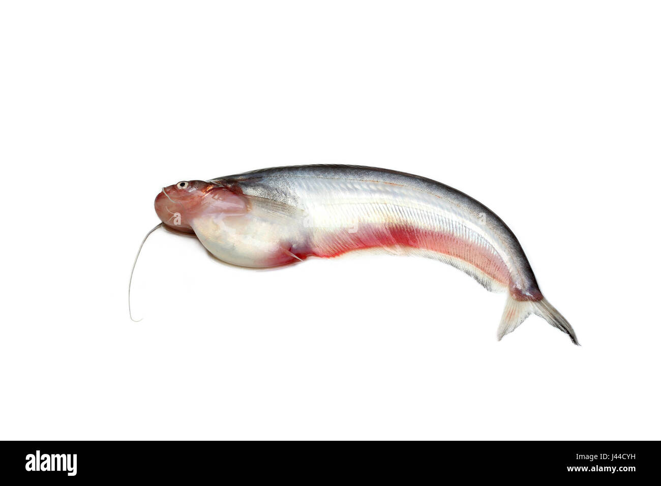 Freshwater fish of south east asia hi-res stock photography and images ...