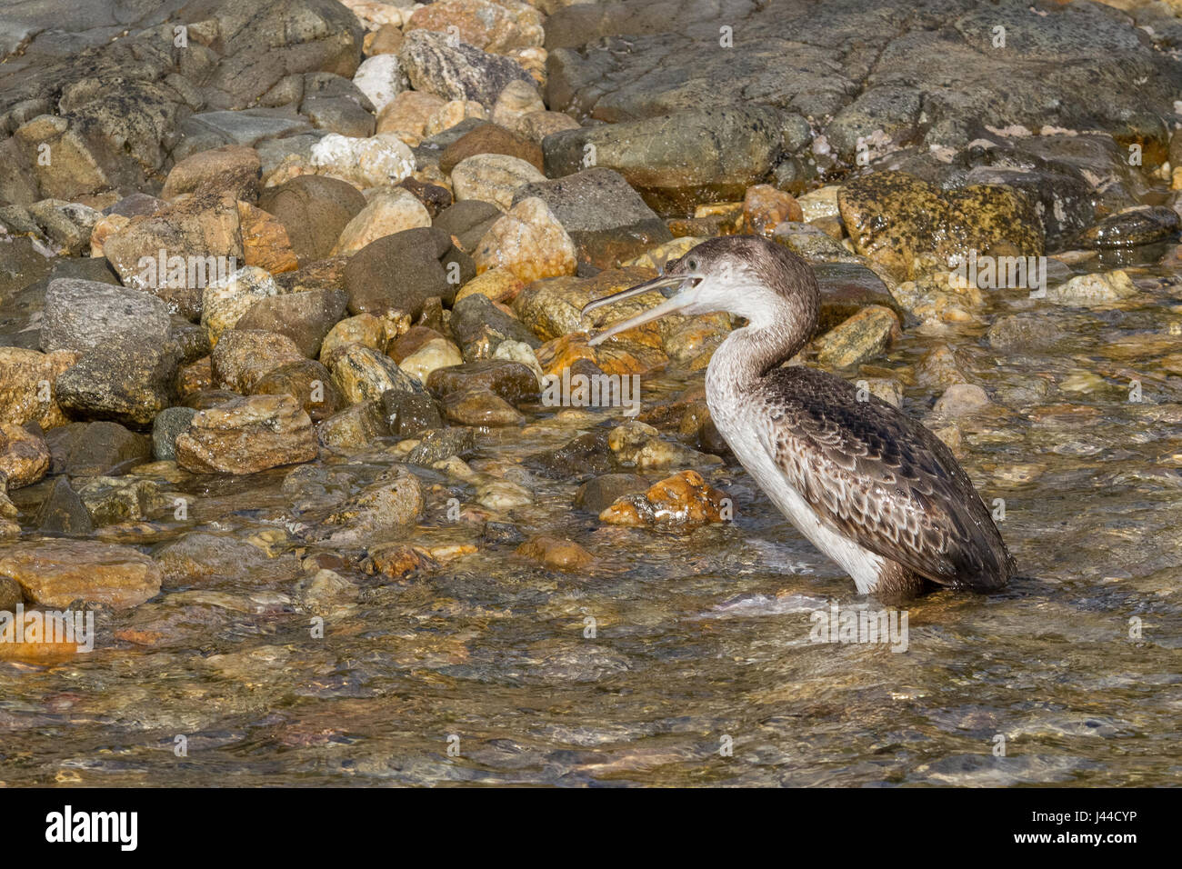 Fisher bird hi-res stock photography and images - Alamy