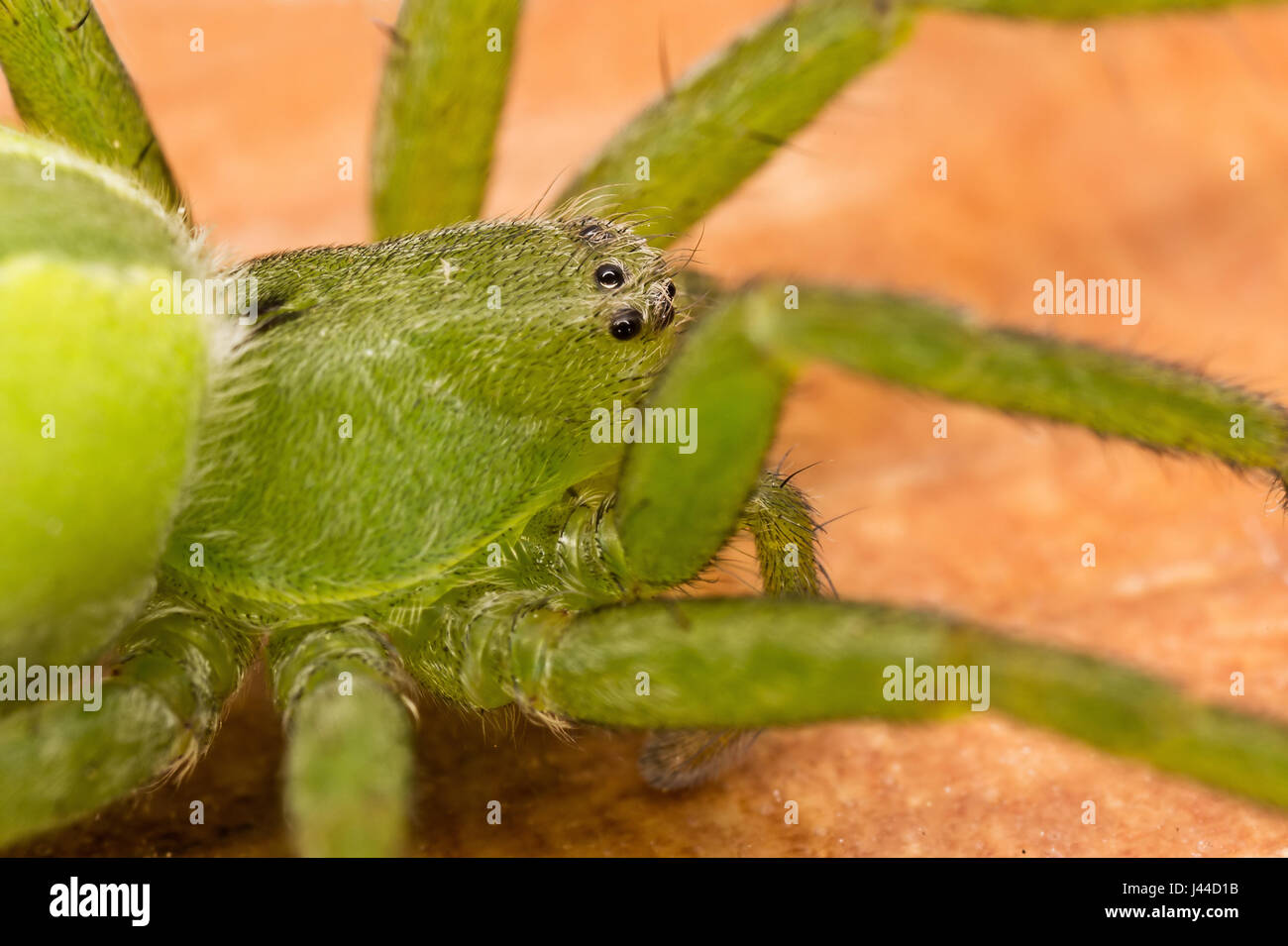 A beautiful spider Stock Photo - Alamy
