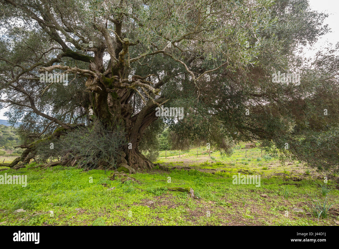Millenary olive tree Stock Photo - Alamy